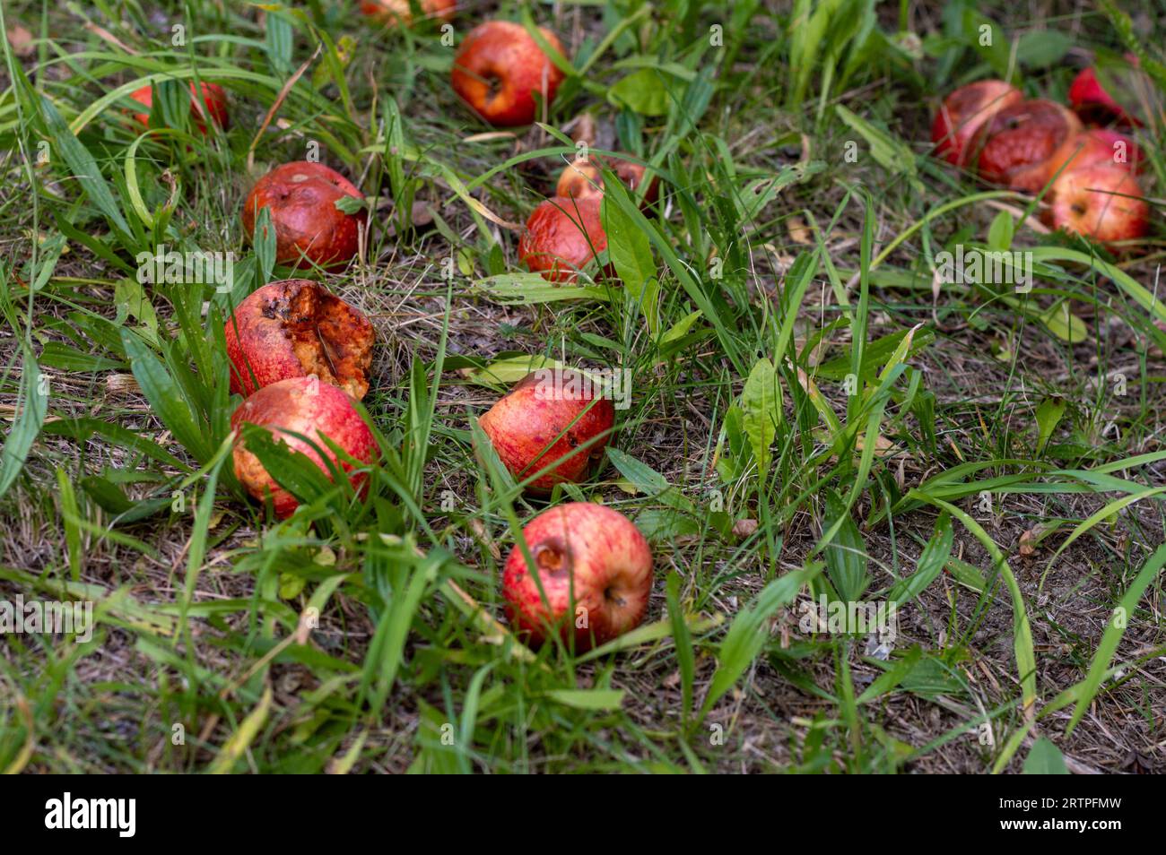Rotten apple on the ground, Tyrolean apple, South Tyrol, Italy Stock ...