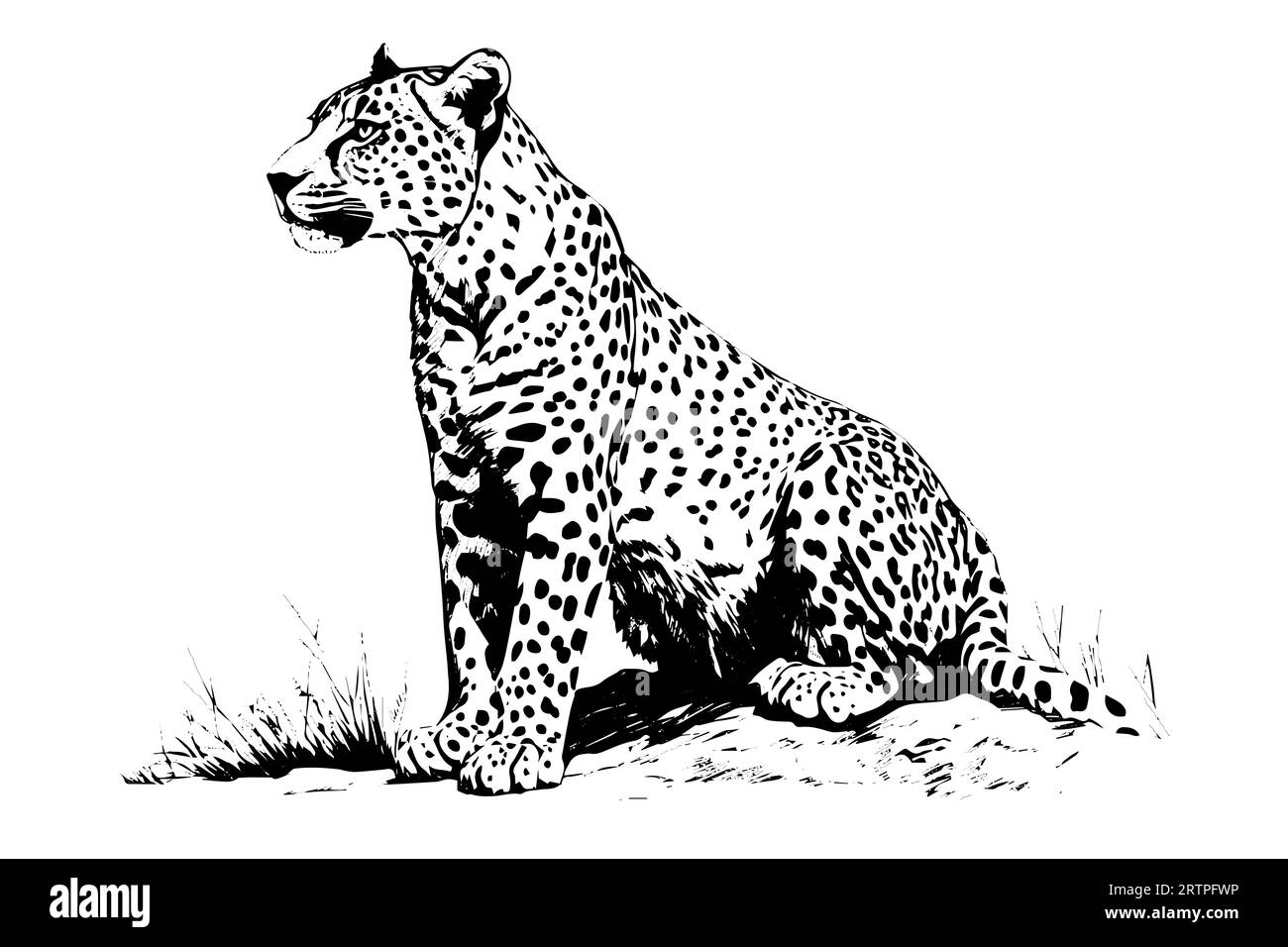 Black and white hand drawn ink sketch of sitting leopard. Vector ...