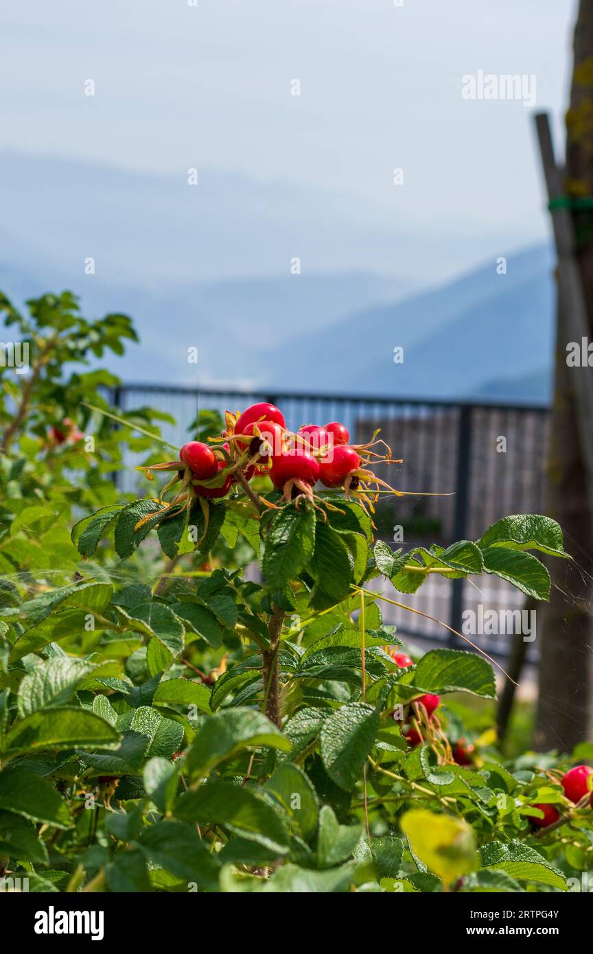 Rosa rugosa thorns hi-res stock photography and images - Alamy