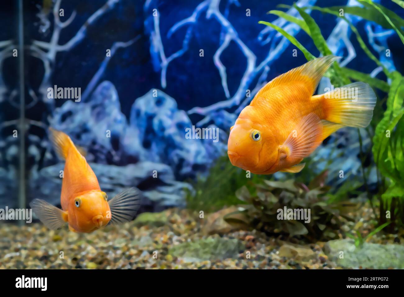 Orange parrot fish in the aquarium. Red Parrot Cichlid. Aquarium fish ...
