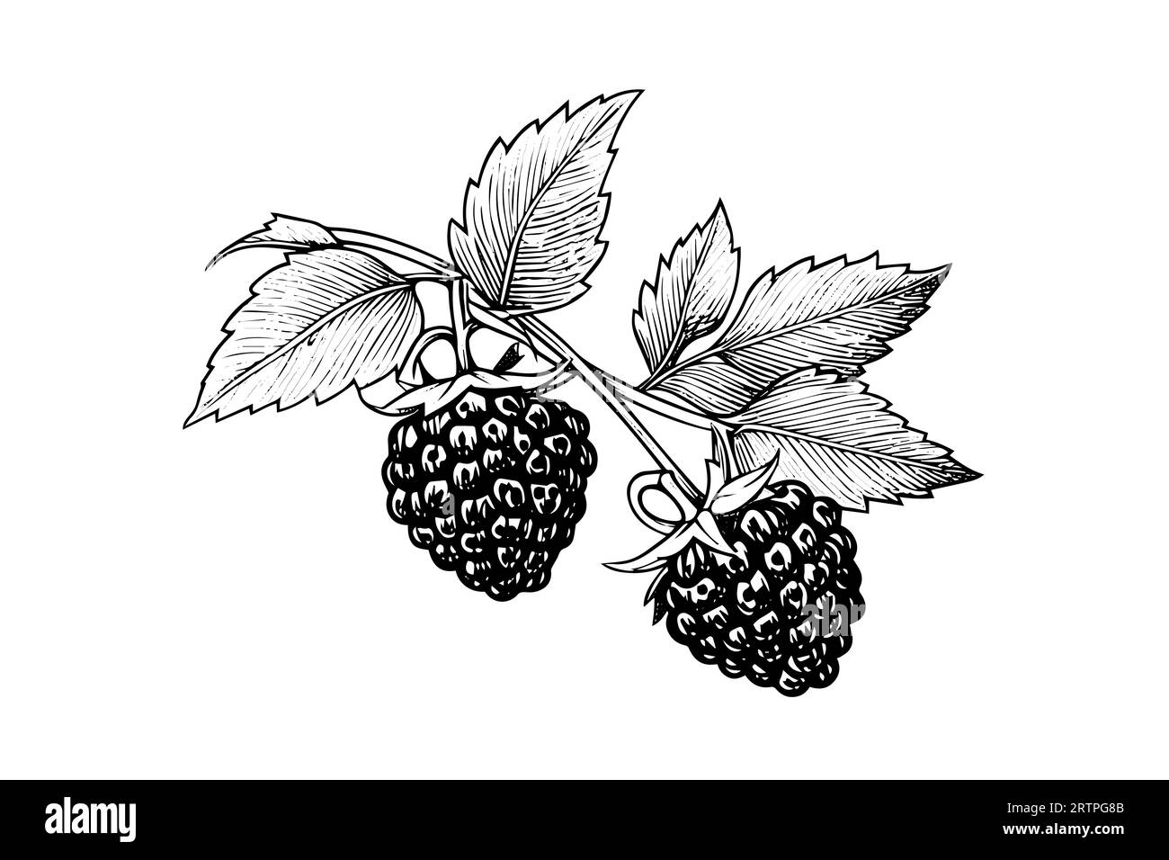 Blackberry or raspberry hand drawn ink sketch. Engraving vintage style ...