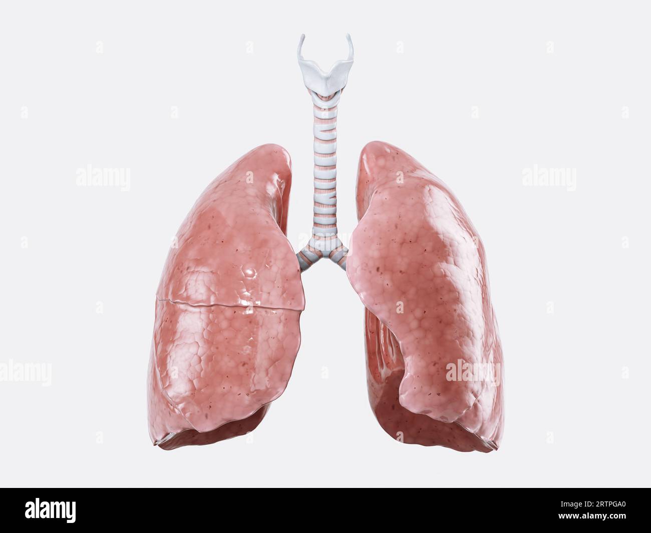 Realistic 3d illustration of internal human organ - lungs isolated on ...