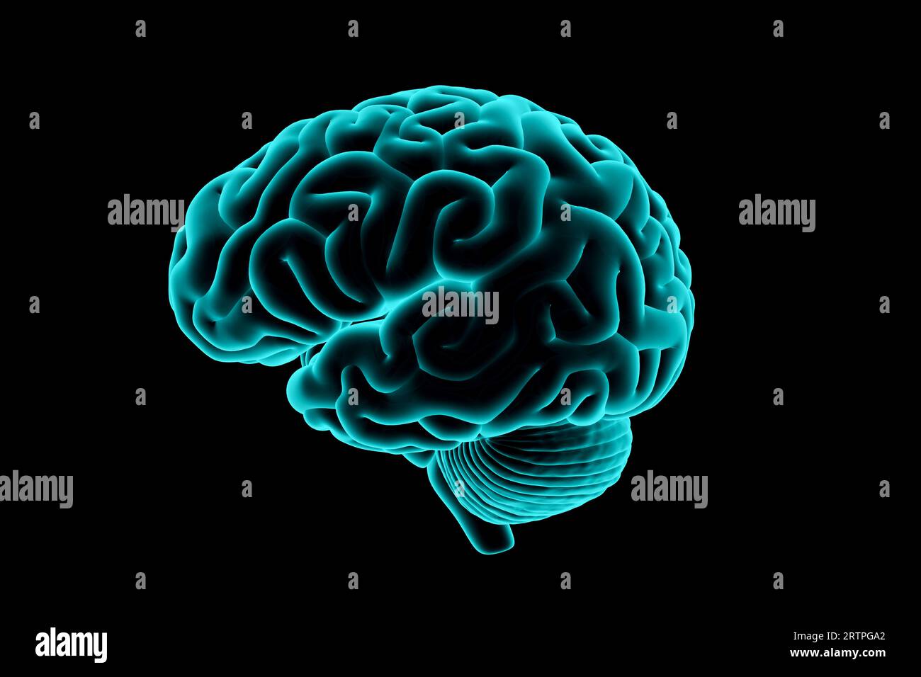 3d illustration of human brain realistic x-ray simulation isolated on ...