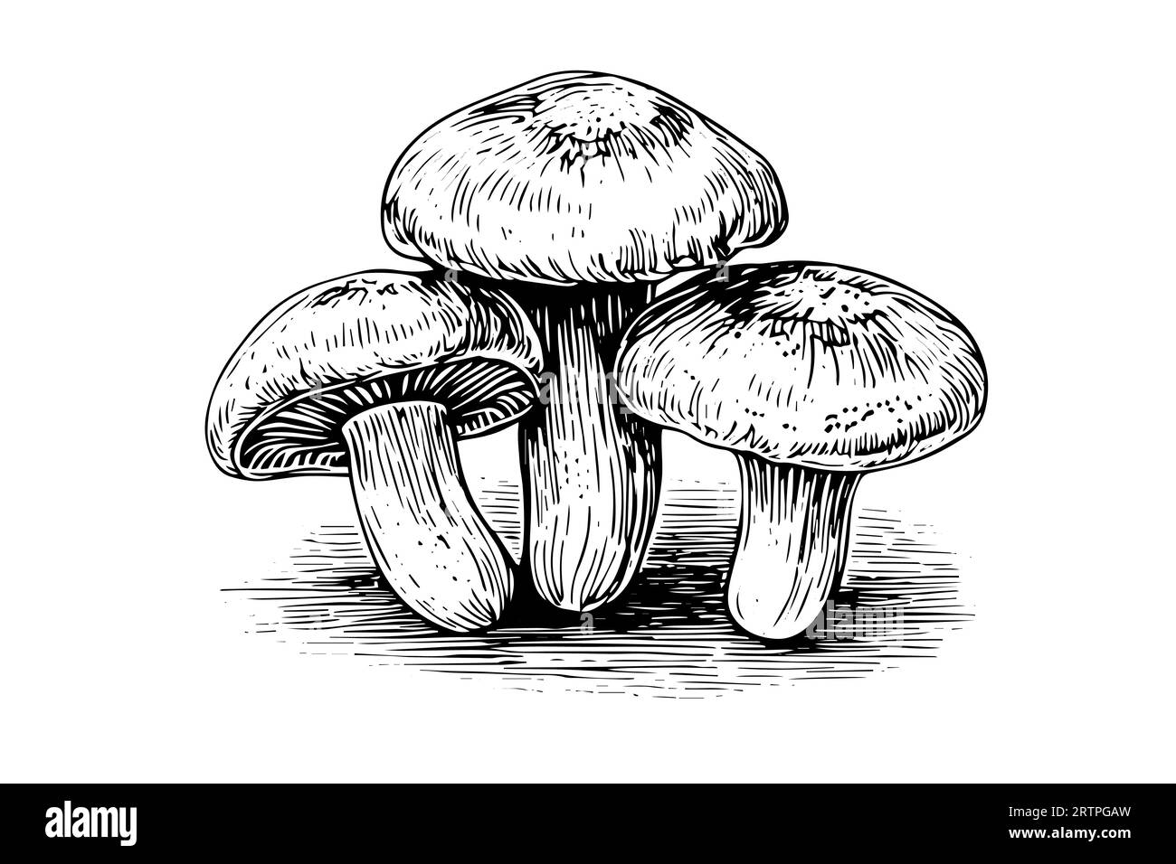 Forest mushrooms hand drawn ink sketch. Engraving vintage style vector ...