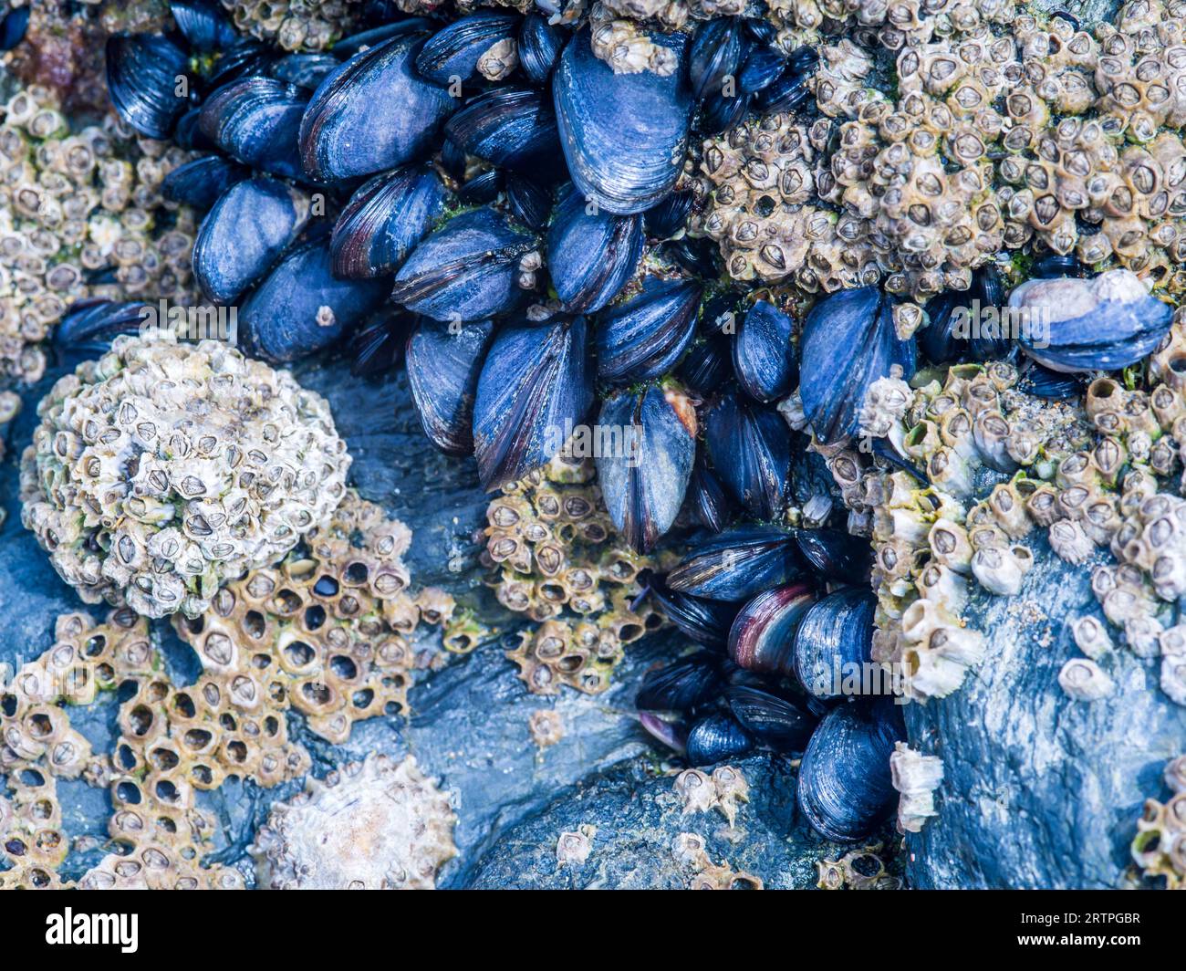Mussels and barnacles on rock hi-res stock photography and images - Alamy