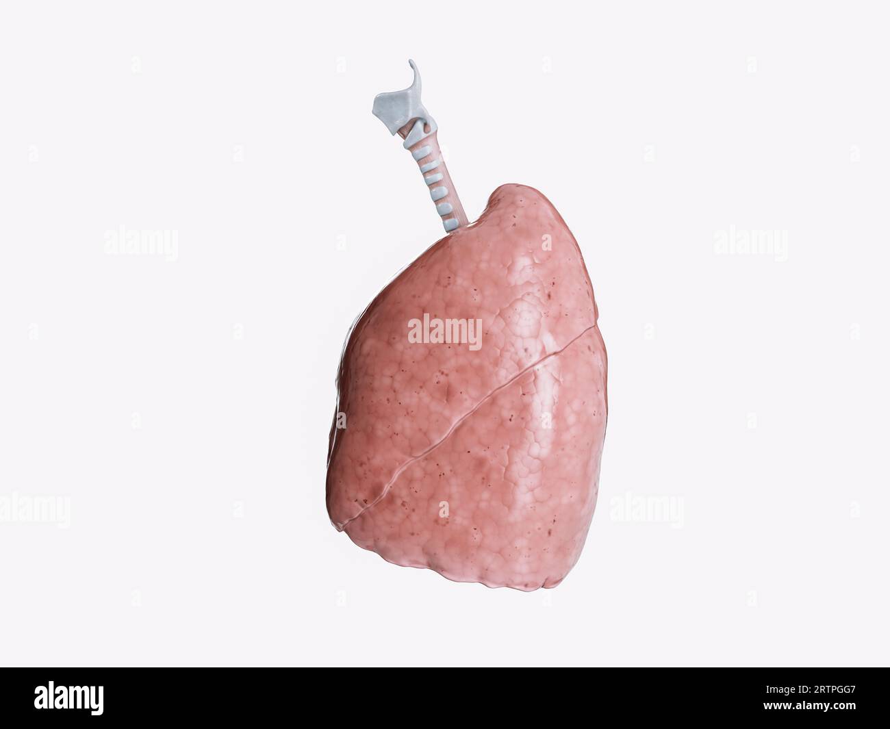 Realistic 3d illustration of internal human organ - lungs isolated on ...