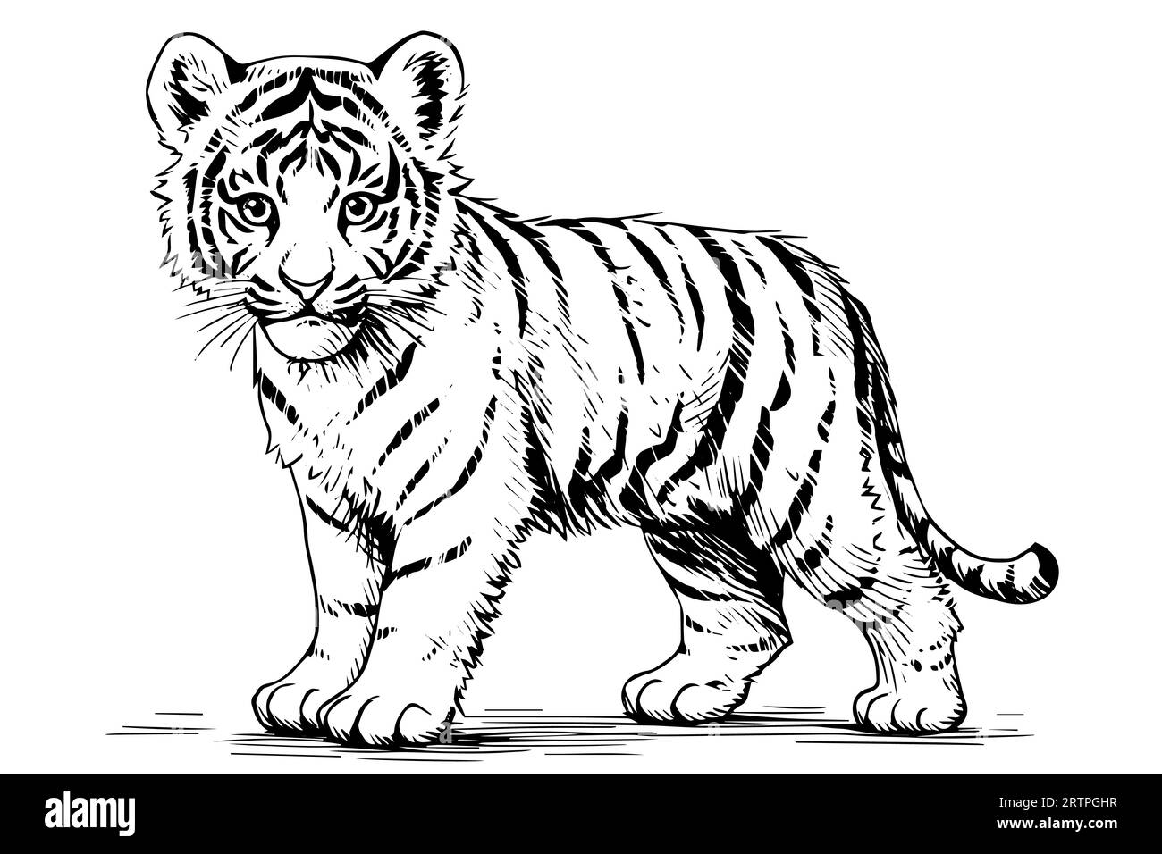 Hand drawn engraving style sketch of a tiger cub, vector ink ...