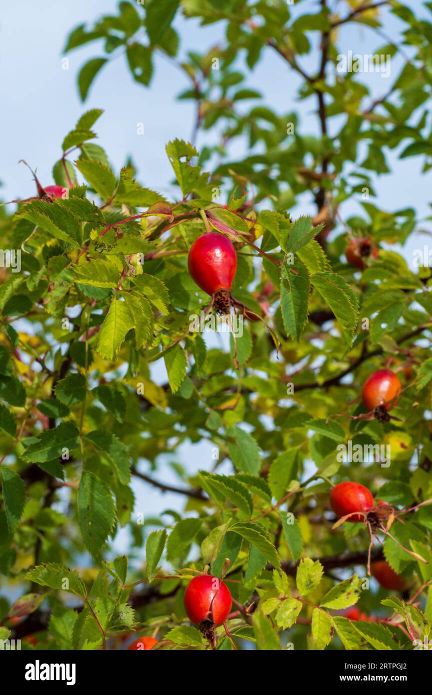 Rosa canina, rose hip Stock Photo - Alamy
