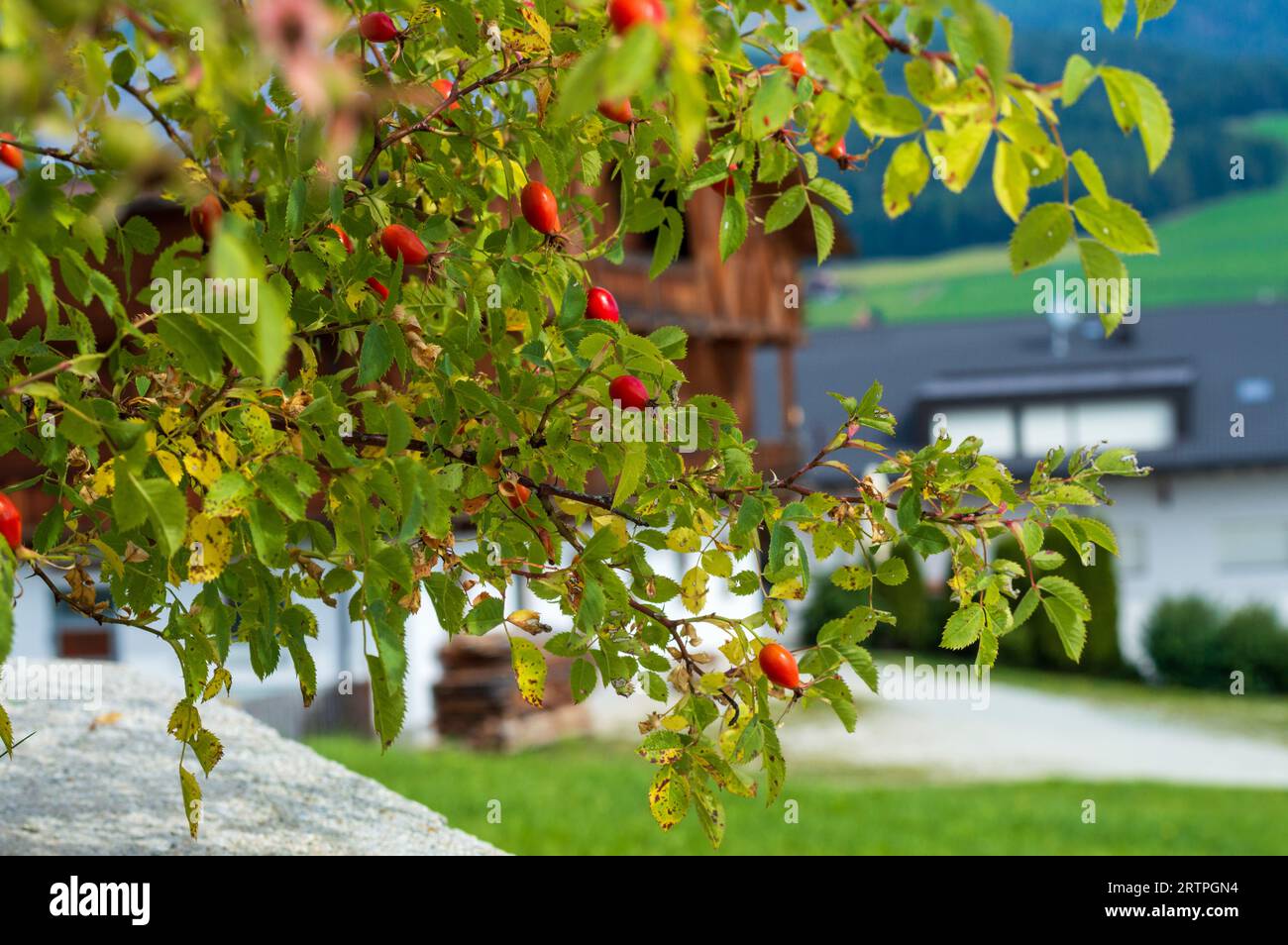 Rosa canina, rose hip Stock Photo - Alamy
