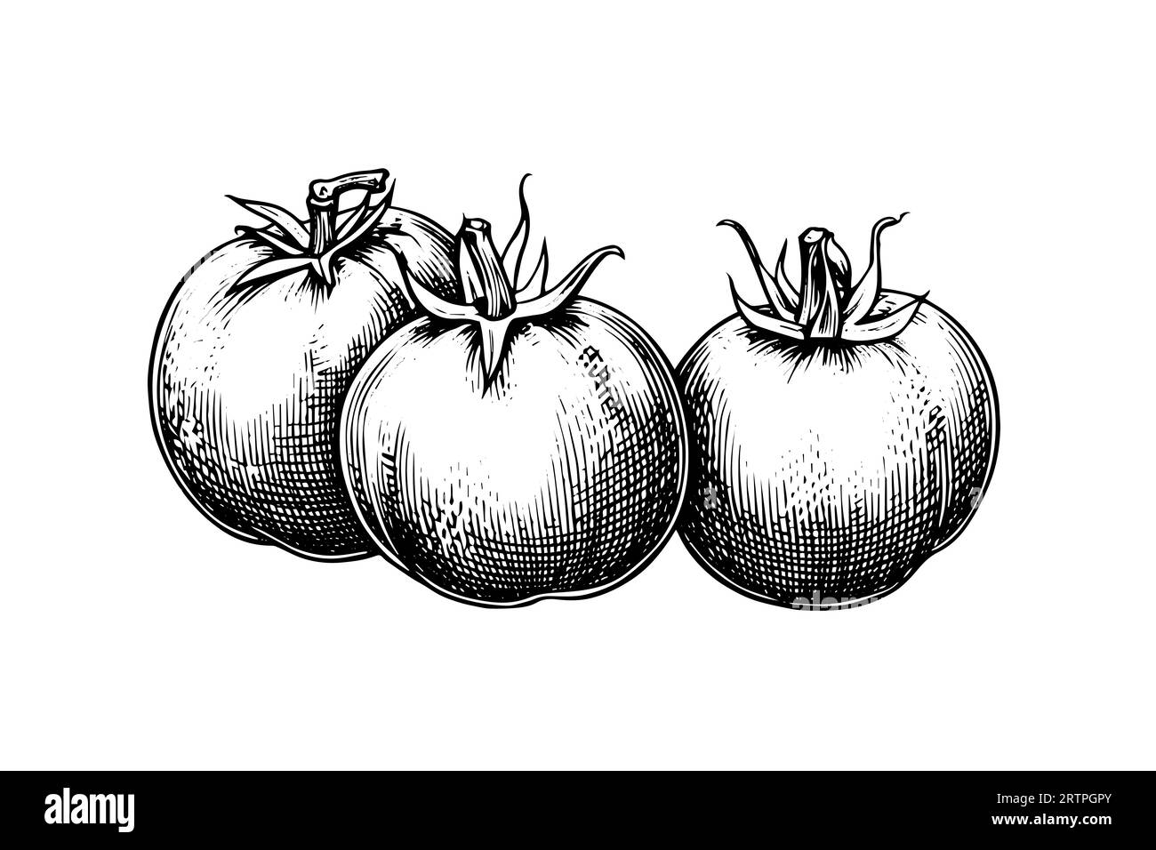 Tomato hand drawn ink sketch. Engraving vintage style vector ...