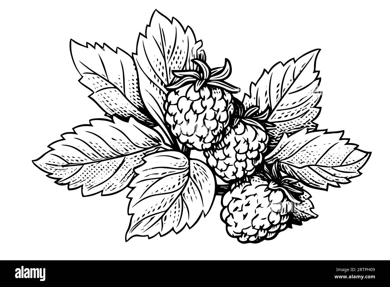Raspberry branch hand drawing ink sketch. Engraving style vector ...