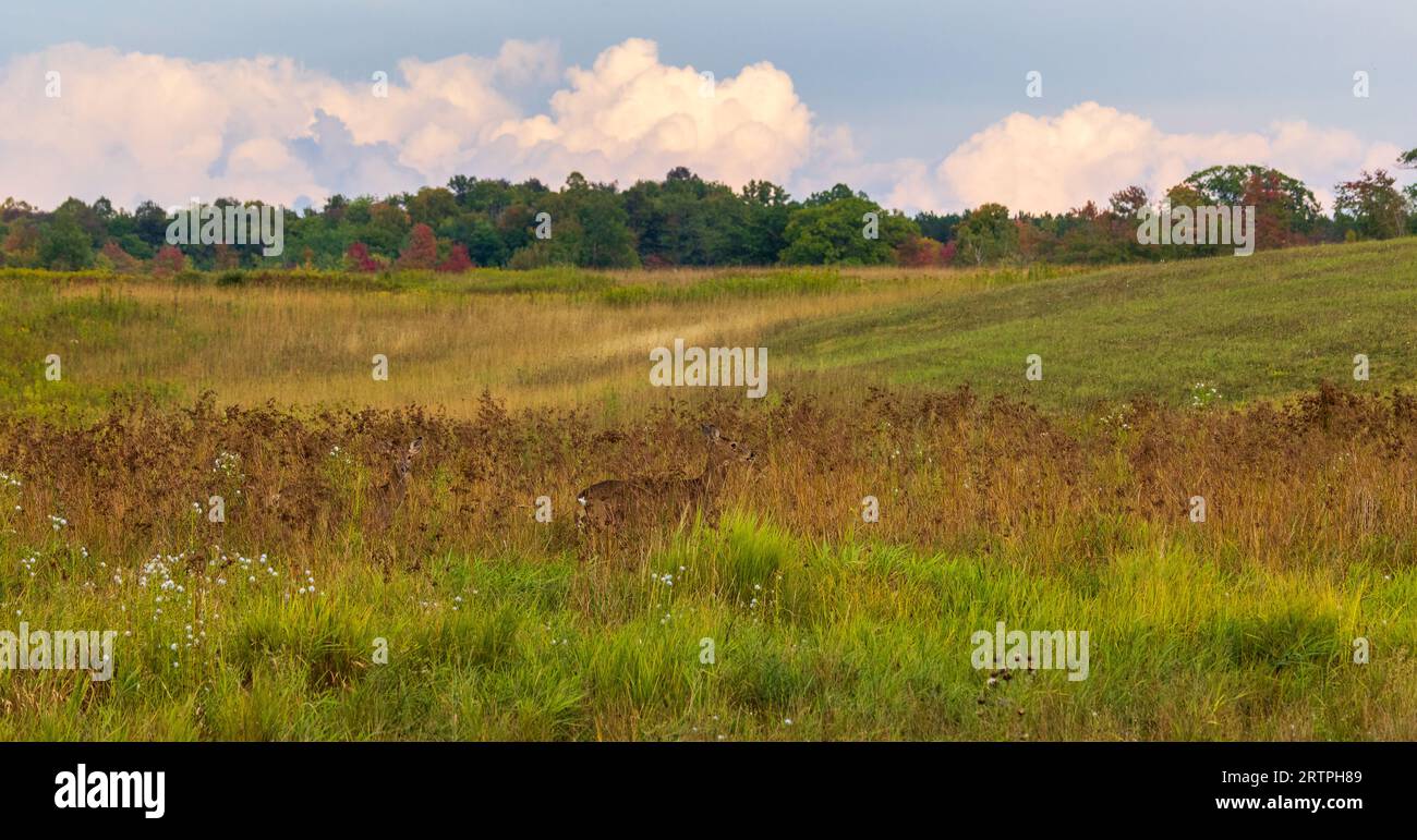 White-tailed does well-hidden in the tall dried vegetation Stock Photo ...