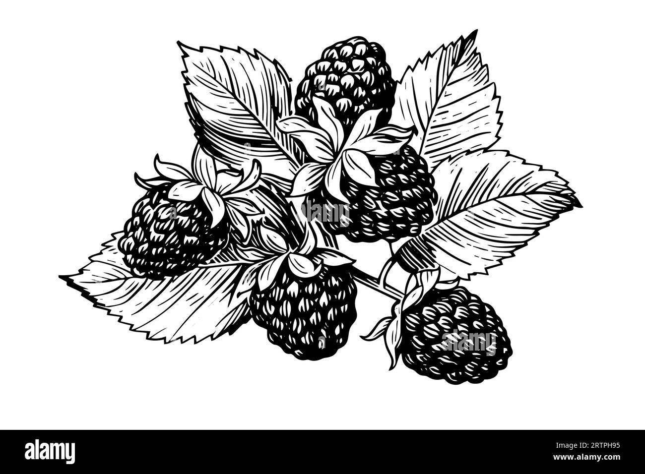 Blackberry or raspberry hand drawn ink sketch. Engraving vintage style ...