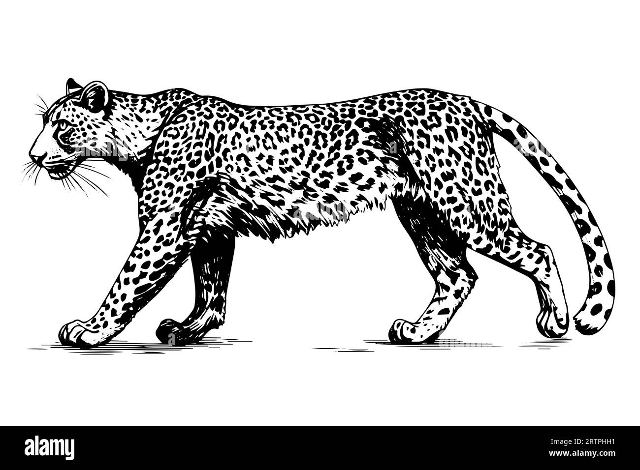 Black and white hand drawn ink sketch of leopard walks. Vector ...
