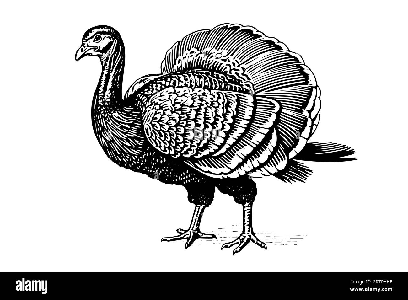 Turkey hand drawn ink sketch. Engraving vintage style vector ...