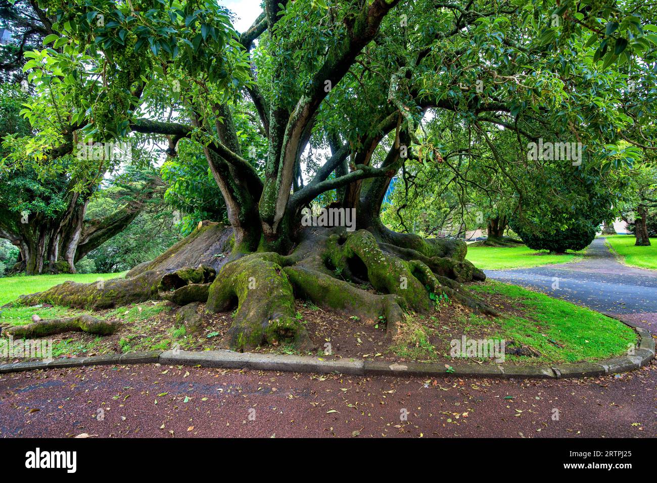 Ombu Tree Ombu Phytolacca Dioica, A Massive Deciduous Tree Native To