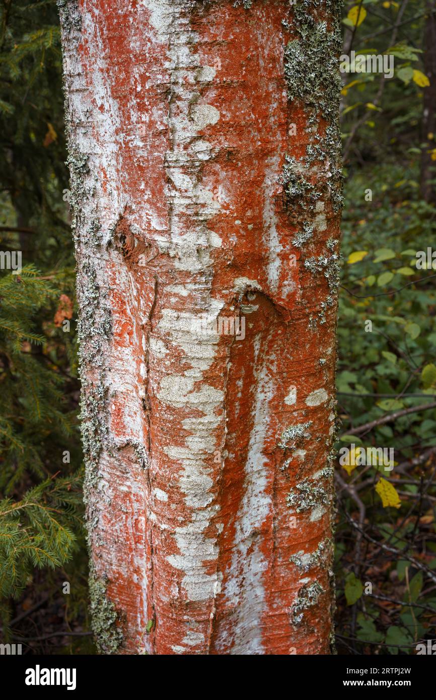 Disease birch hi-res stock photography and images - Alamy