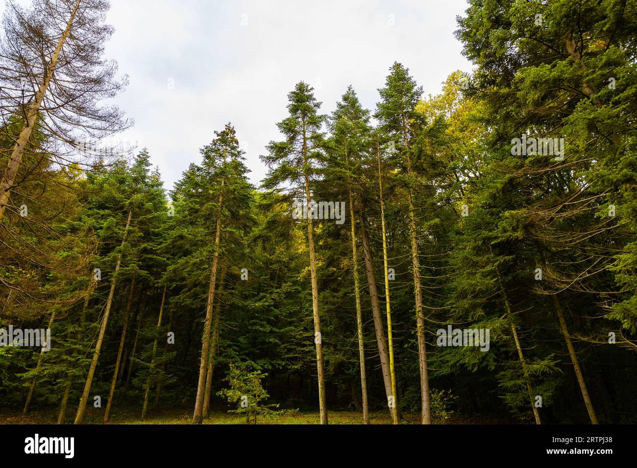 Carbon net zero or Carbon neutral concept photo. Tall pine trees in the ...