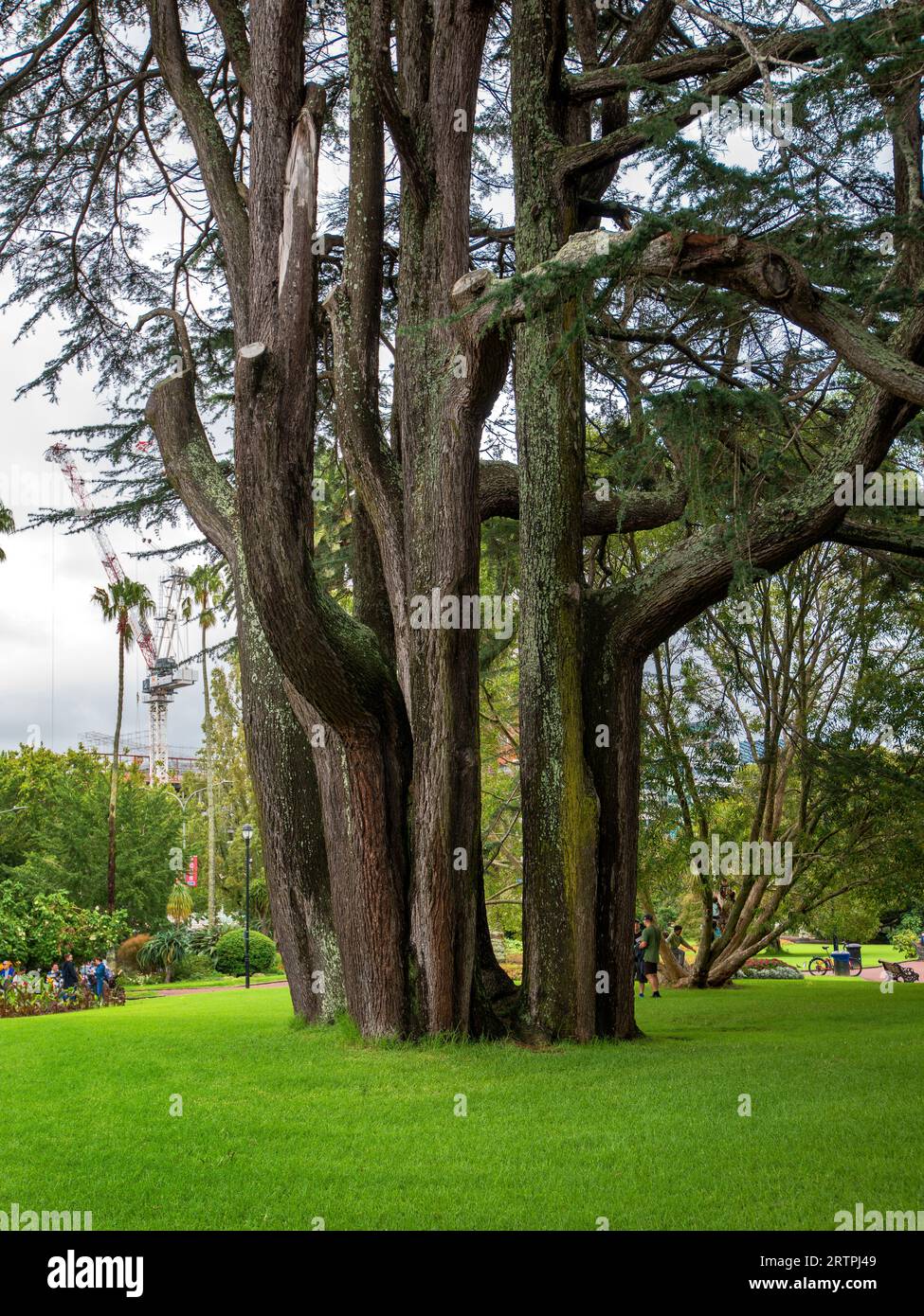 Albert Park, Auckland, North Island, New Zealand Stock Photo - Alamy