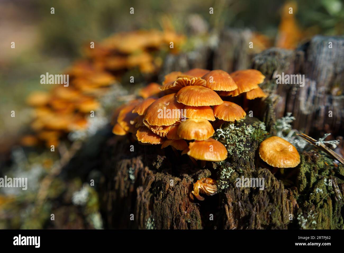 Omphalina fungus hi-res stock photography and images - Alamy