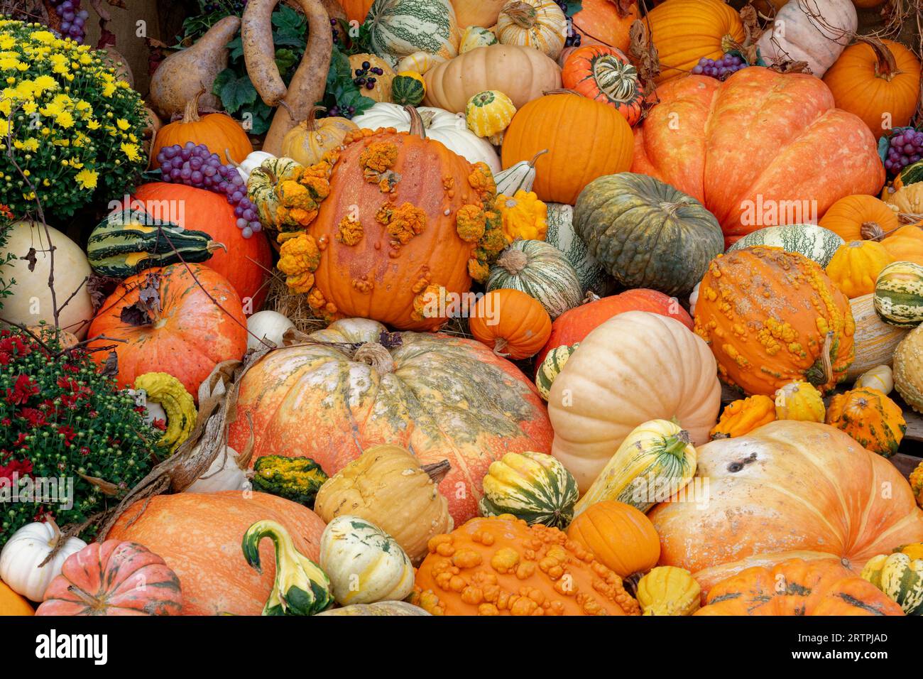 Variety of large to small pumpkins and gourds of all shapes a colorful ...