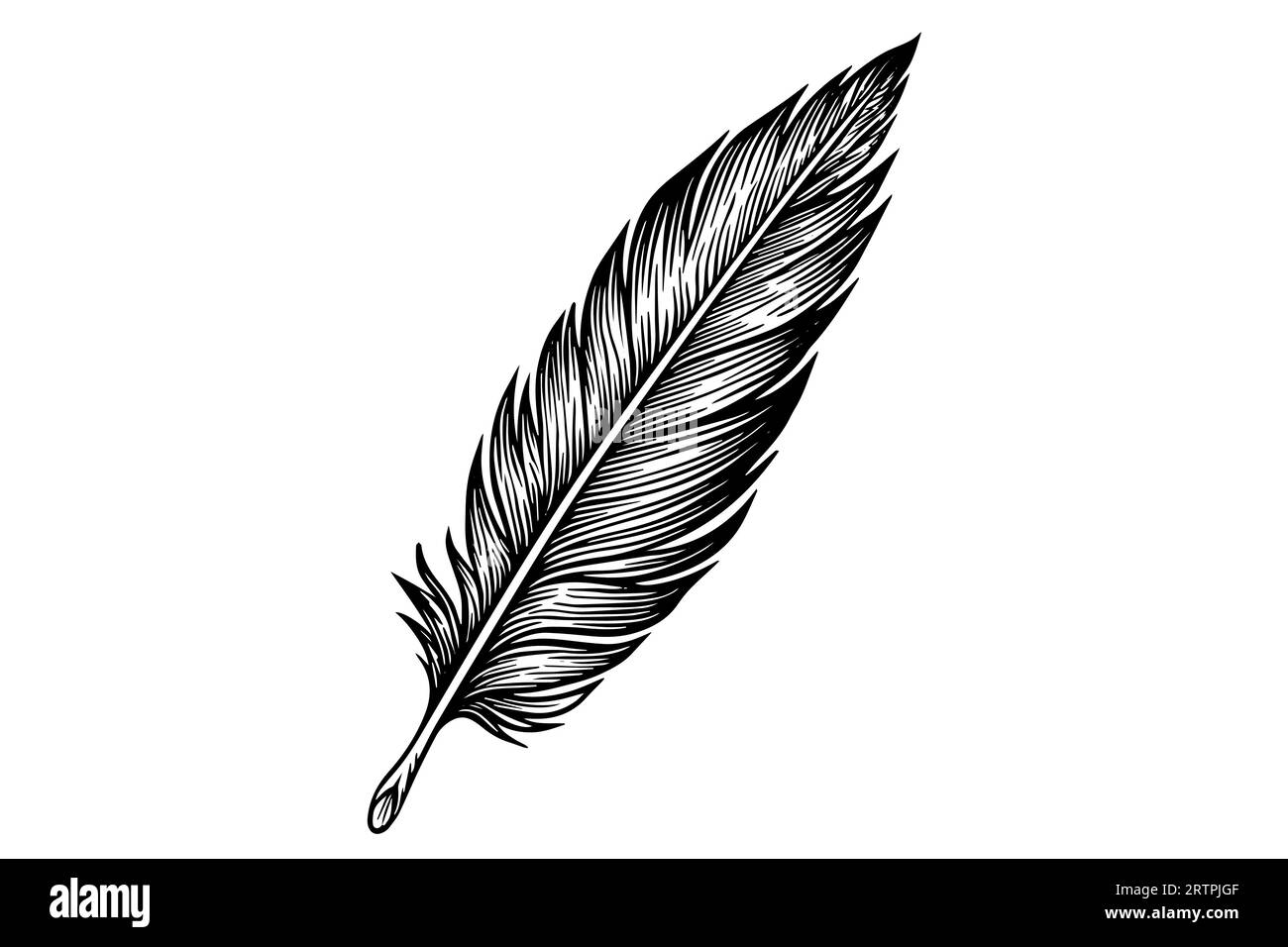 A vintage feather quill etching style sketch. Vector engraving style ...
