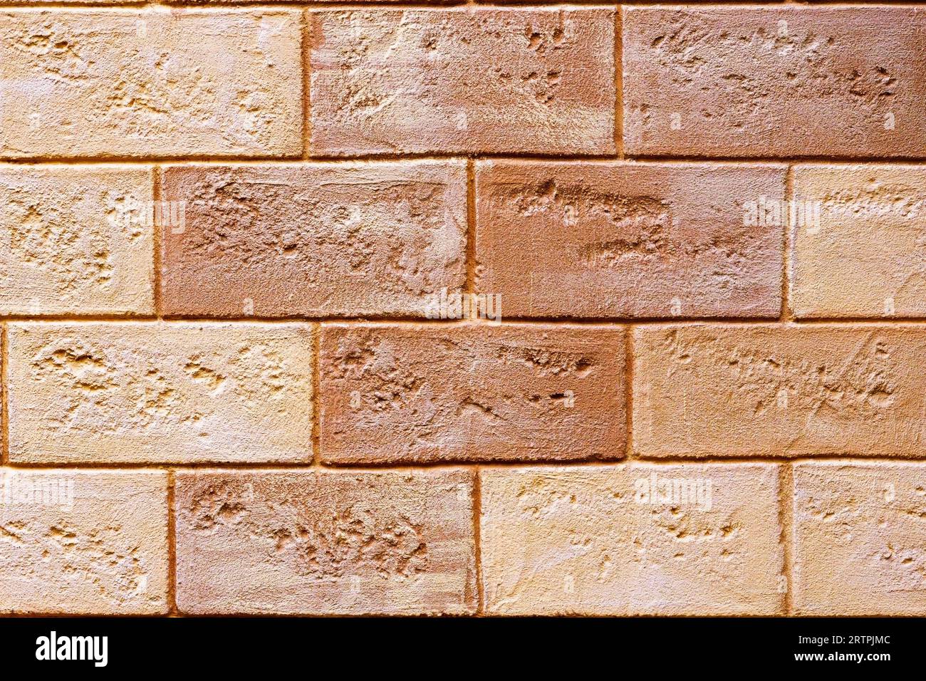 The texture is a brick wall. blossom, color, bloom, flower, coloring ...