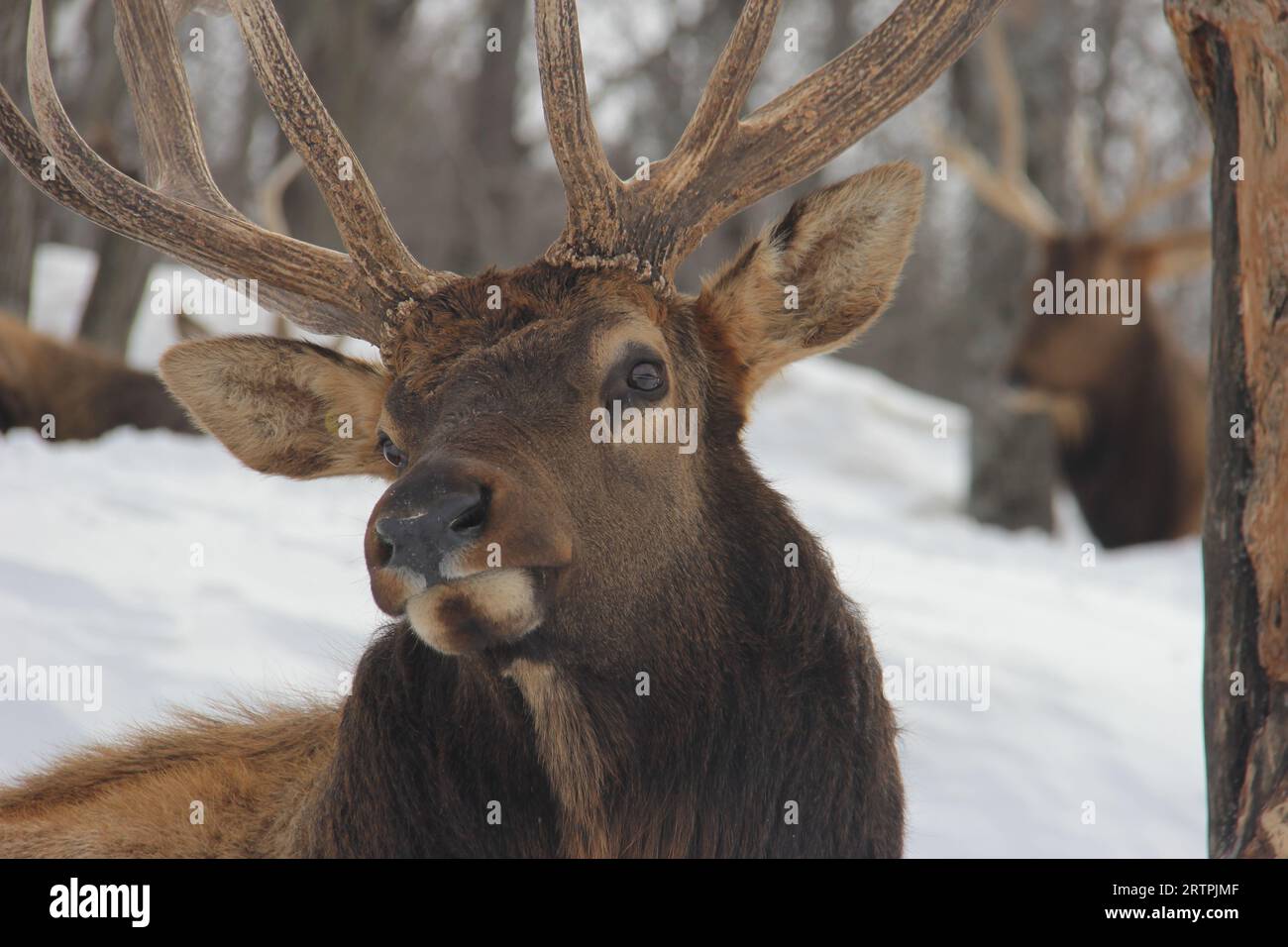Animals looking at the camera hi-res stock photography and images - Alamy