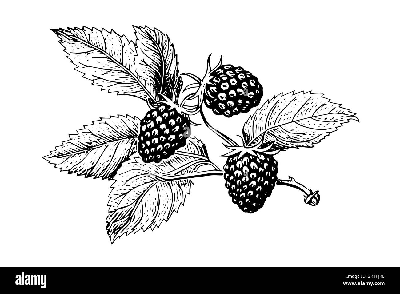 Blackberry or raspberry hand drawn ink sketch. Engraving vintage style ...