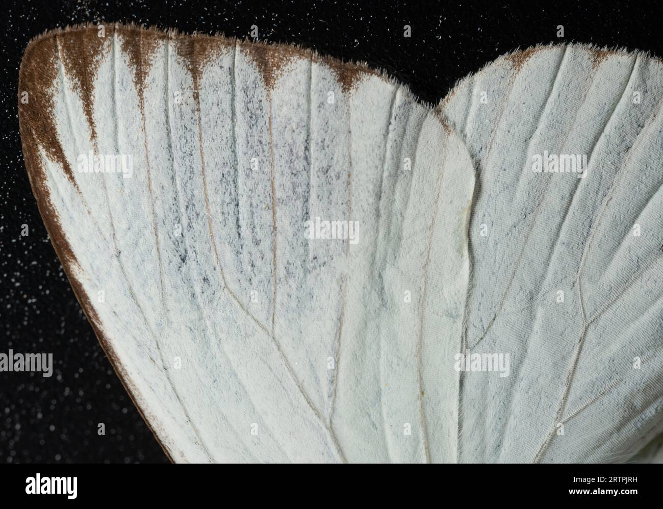 Butterfly wing close up view. Textured pattern of soft wing Stock Photo ...