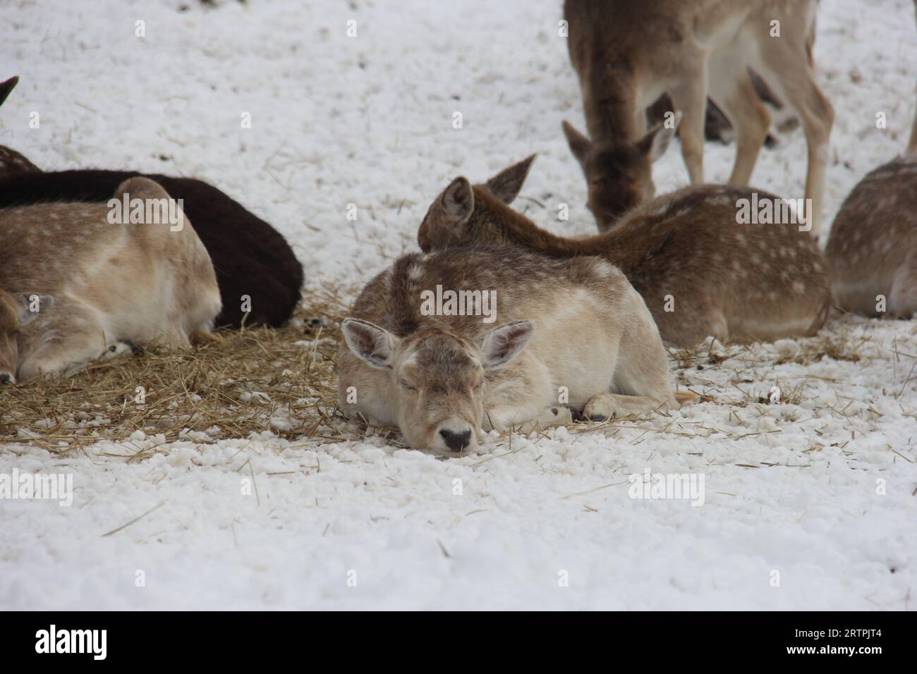 Sleeping animals in the cold snow Stock Photo - Alamy