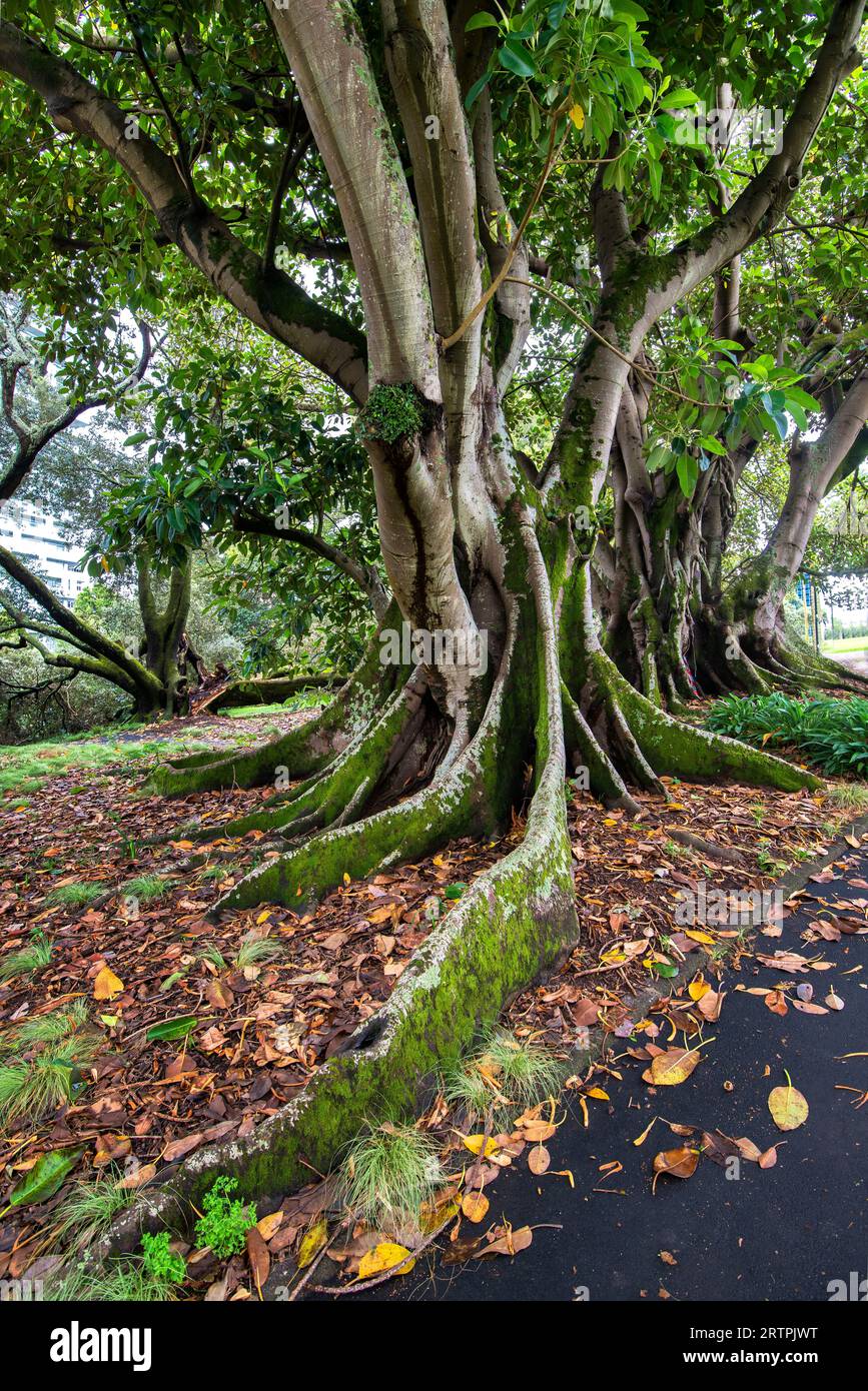 Eighty species of trees hi-res stock photography and images - Alamy