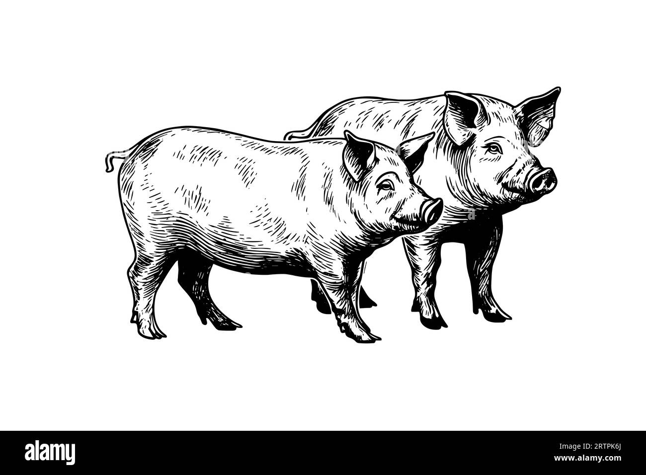 Vector illustration of pig in engraving style, hand drawing sketch ...