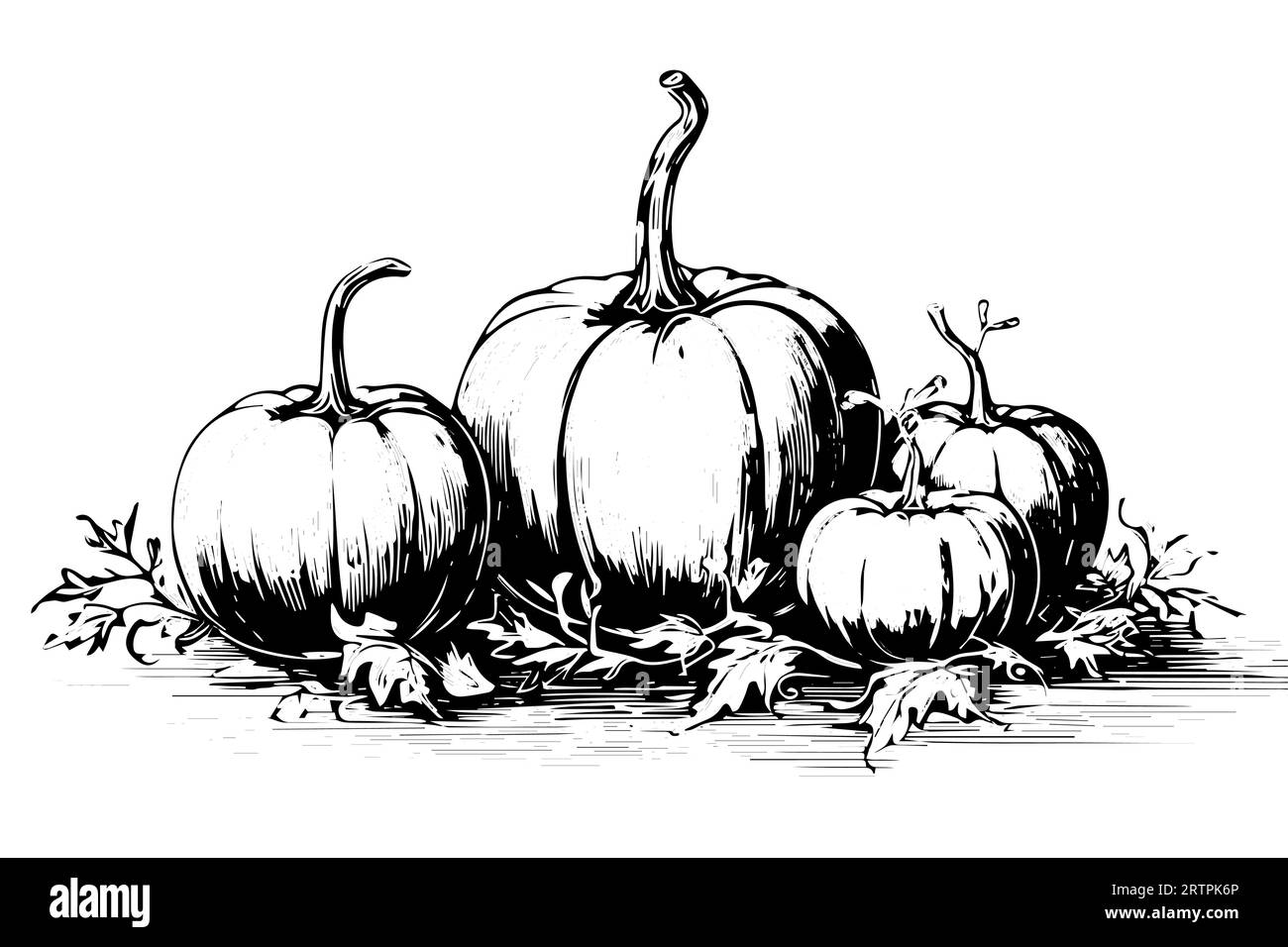 Ink sketch of pumpkin isolated on white background. Hand drawn vector ...