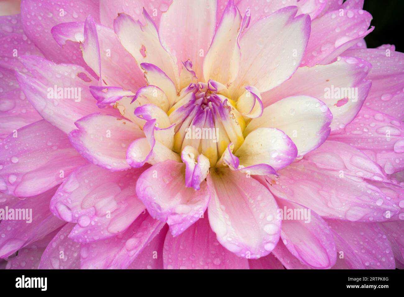 Mikayla Miranda dahlia, Swan Island Dahlias, Canby, Oregon Stock Photo ...