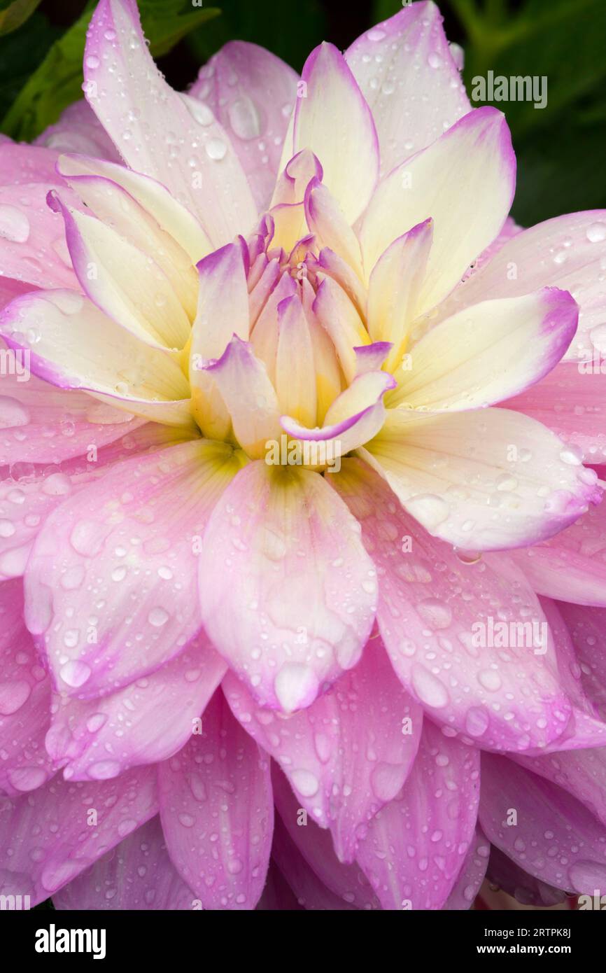Mikayla Miranda dahlia, Swan Island Dahlias, Canby, Oregon Stock Photo ...