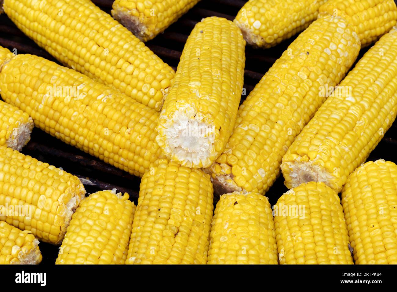 Cooking Corn. A few corn. Maize close-up. Cereal crops concept Stock ...