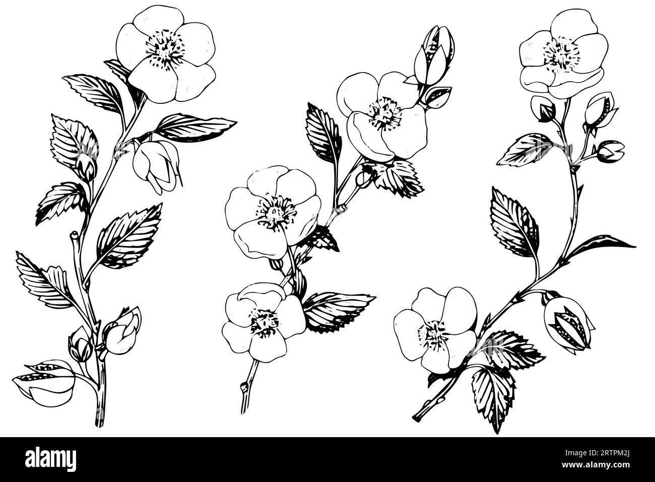Rosa canina flower hand drawn ink sketch. Engraving style vector illustration Stock Vector Image ...