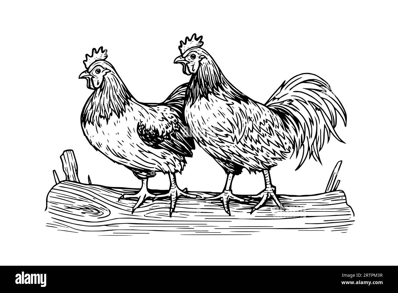 Chicken farm hen sketch hi-res stock photography and images - Alamy