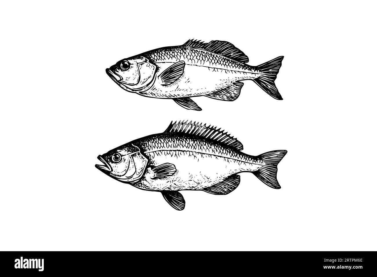 Crucian carp and perch hand drawn engraving fish isolated on white ... Crucian carp and perch hand drawn engraving fish isolated on white ...