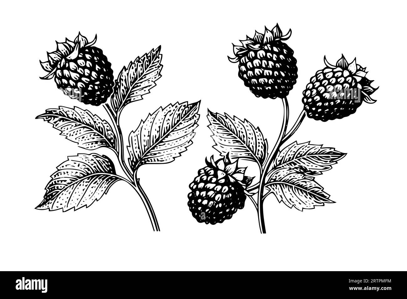 Blackberry or raspberry hand drawn ink sketch. Engraving vintage style ...