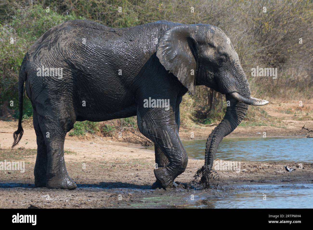 Elefante Africano Front Of An African Elephant Stock Photo - Image ...