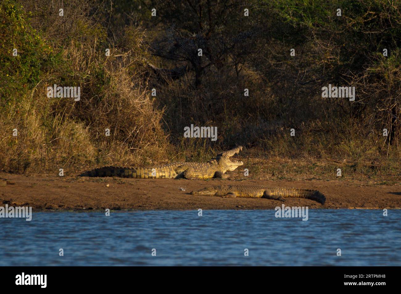 Cocodrilo depredador hi-res stock photography and images - Alamy