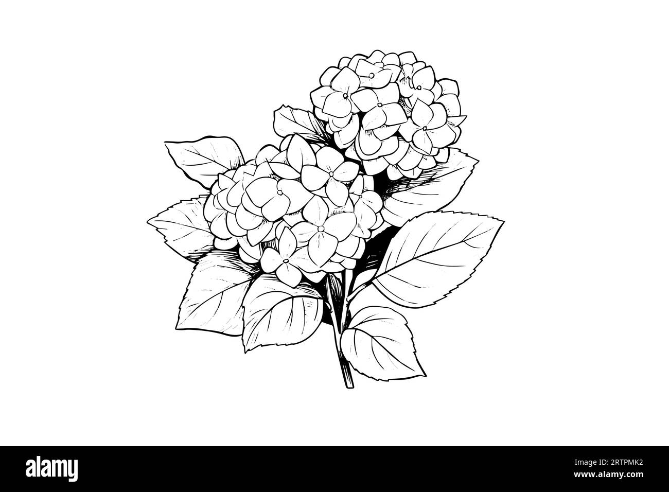 Hand drawn ink sketch hydrangea flowers. Vector illustration in ...