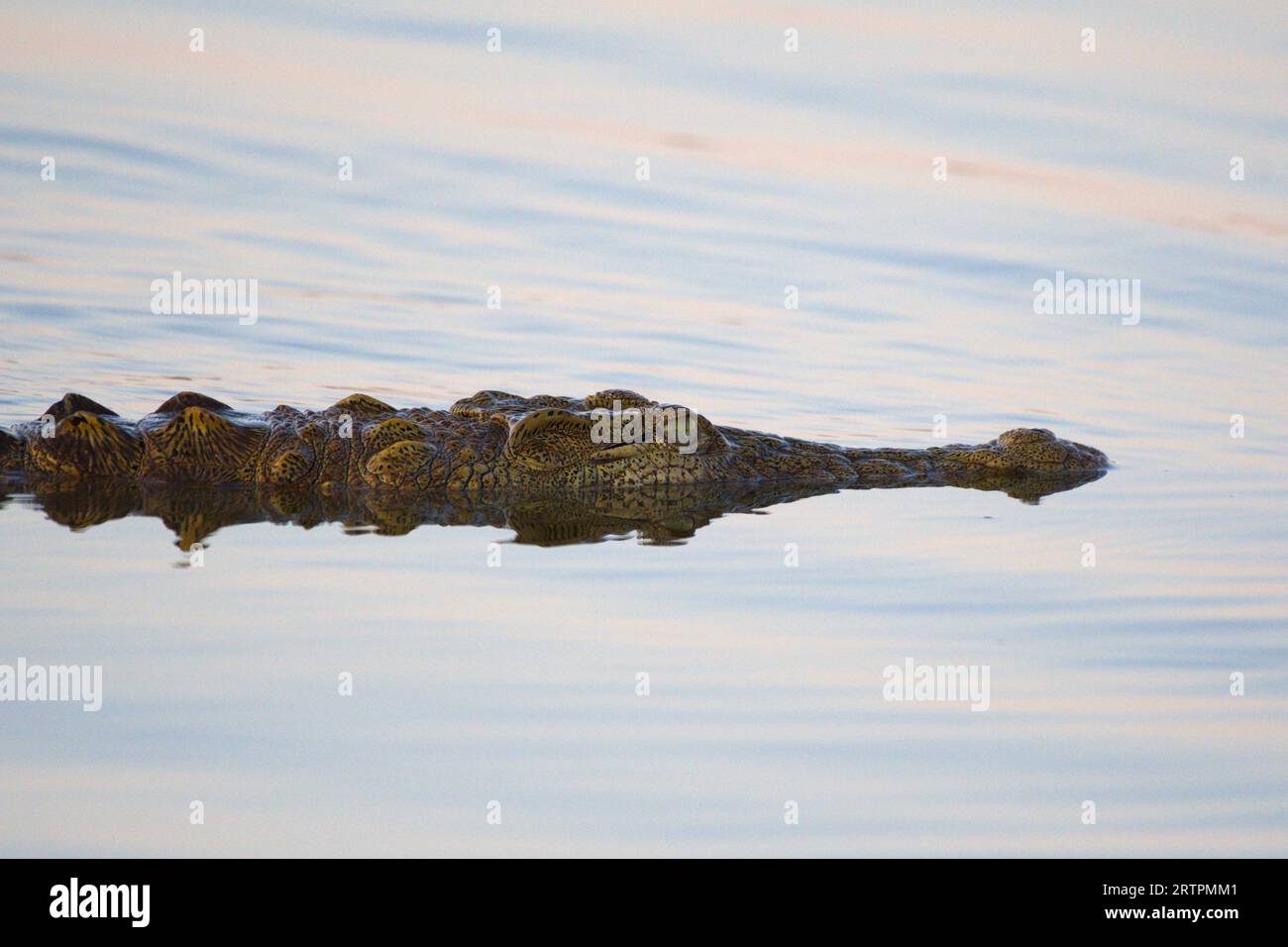 Cocodrilo depredador hi-res stock photography and images - Alamy