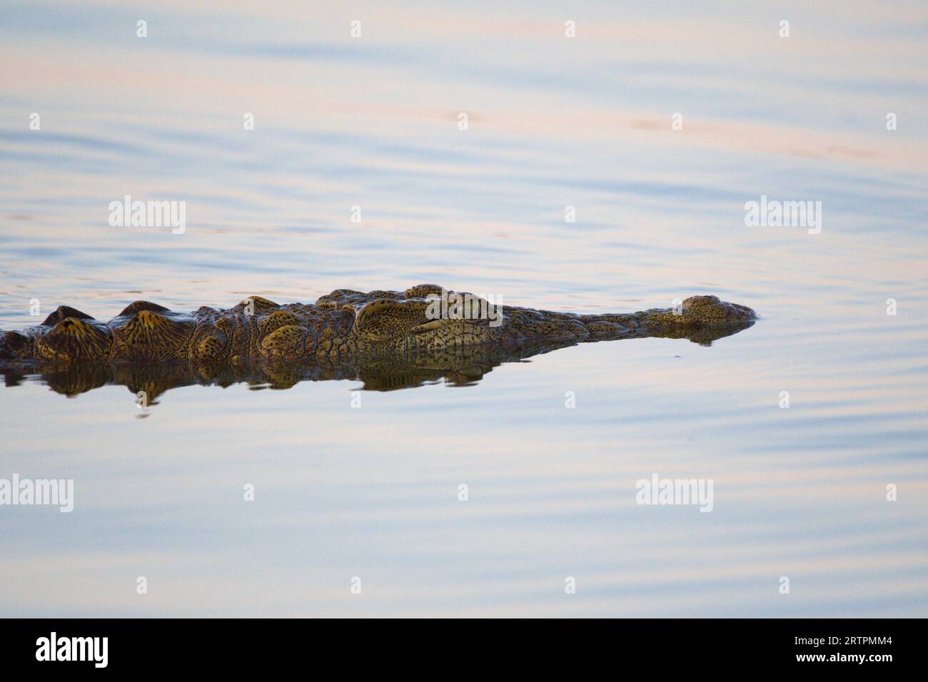 Cocodrilo nilo hi-res stock photography and images - Alamy