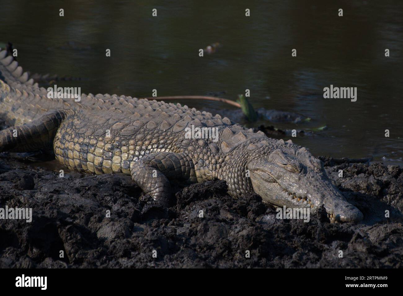 Cocodrilo del nilo cocodrilo del nilo hi-res stock photography and ...