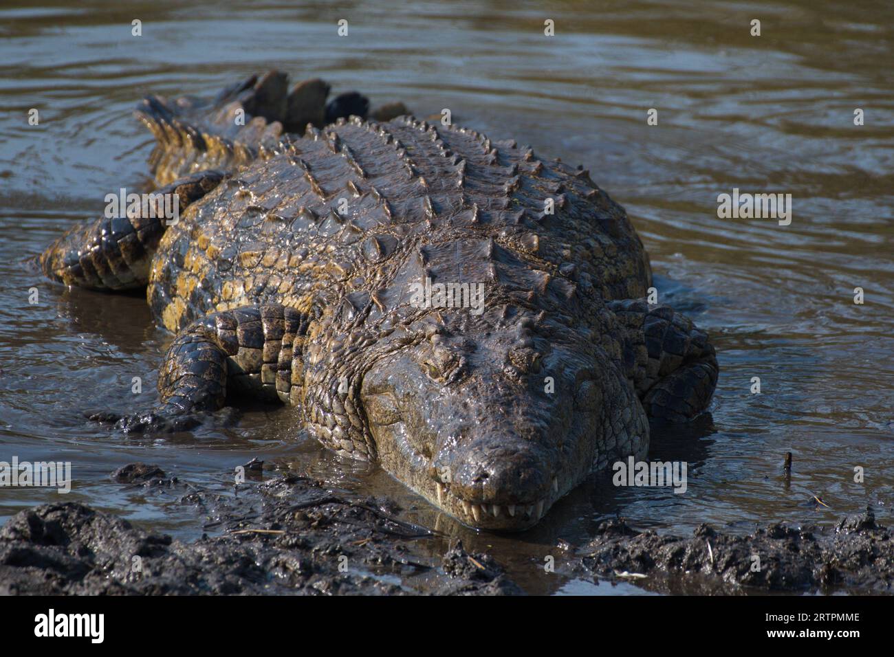 Cocodrilo nilo hi-res stock photography and images - Alamy