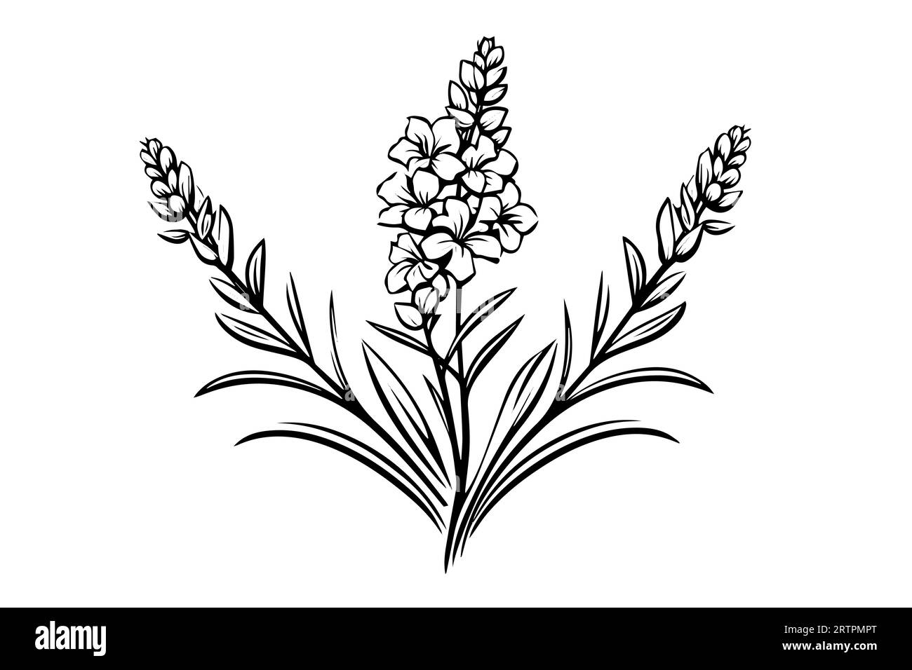 Floral botanical lavender flower hand drawn ink sketch. Vector ...
