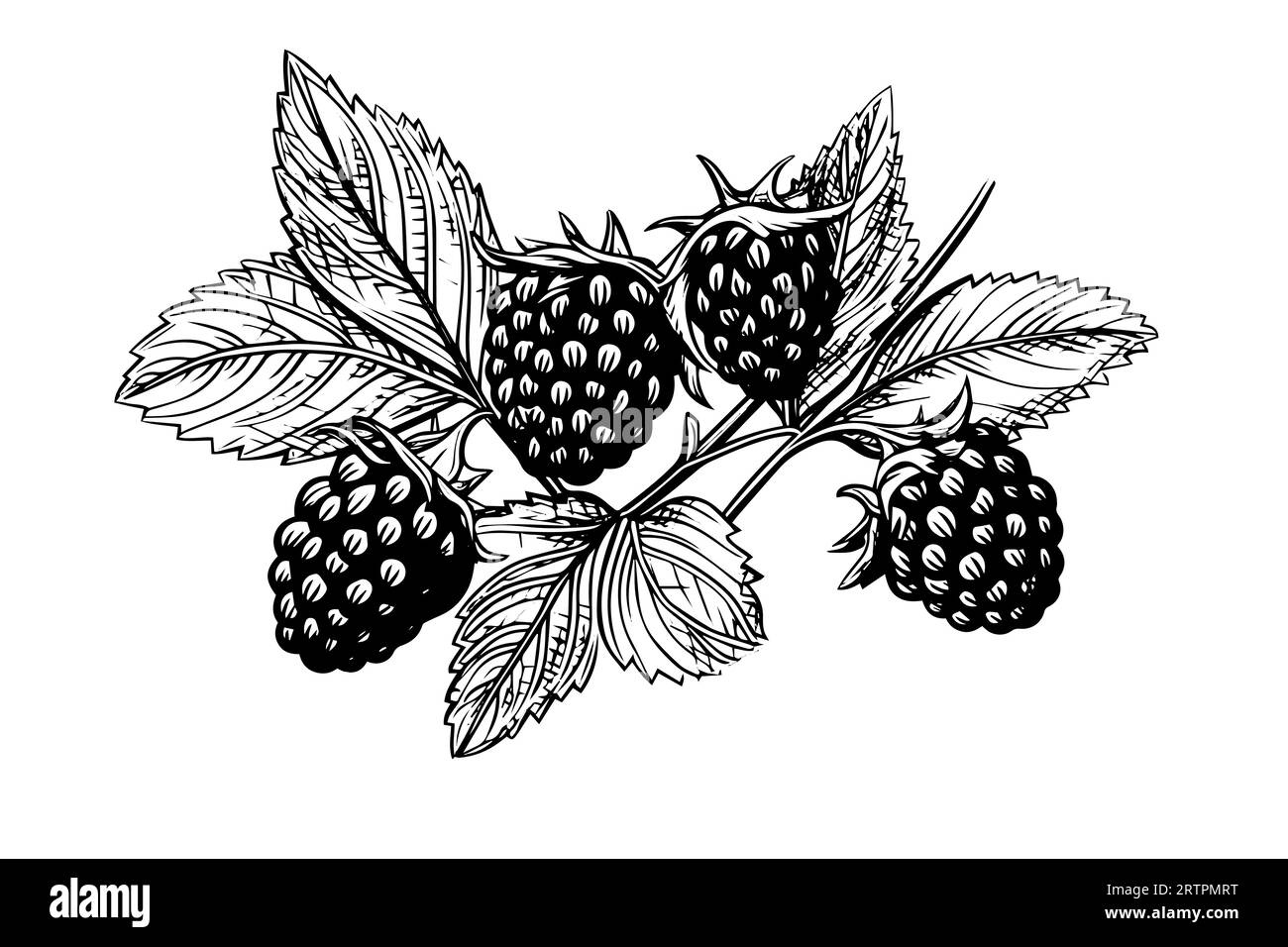 Blackberry or raspberry hand drawn ink sketch. Engraving vintage style ...
